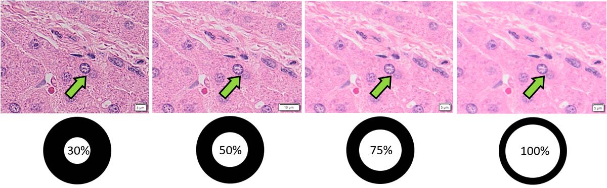 Advantages of Using the SLIDEVIEW™ VS200 Slide Scanner’s Motorized ...