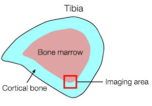 High-Resolution Imaging of Bone Cell Interactions Using the FLUOVIEW ...