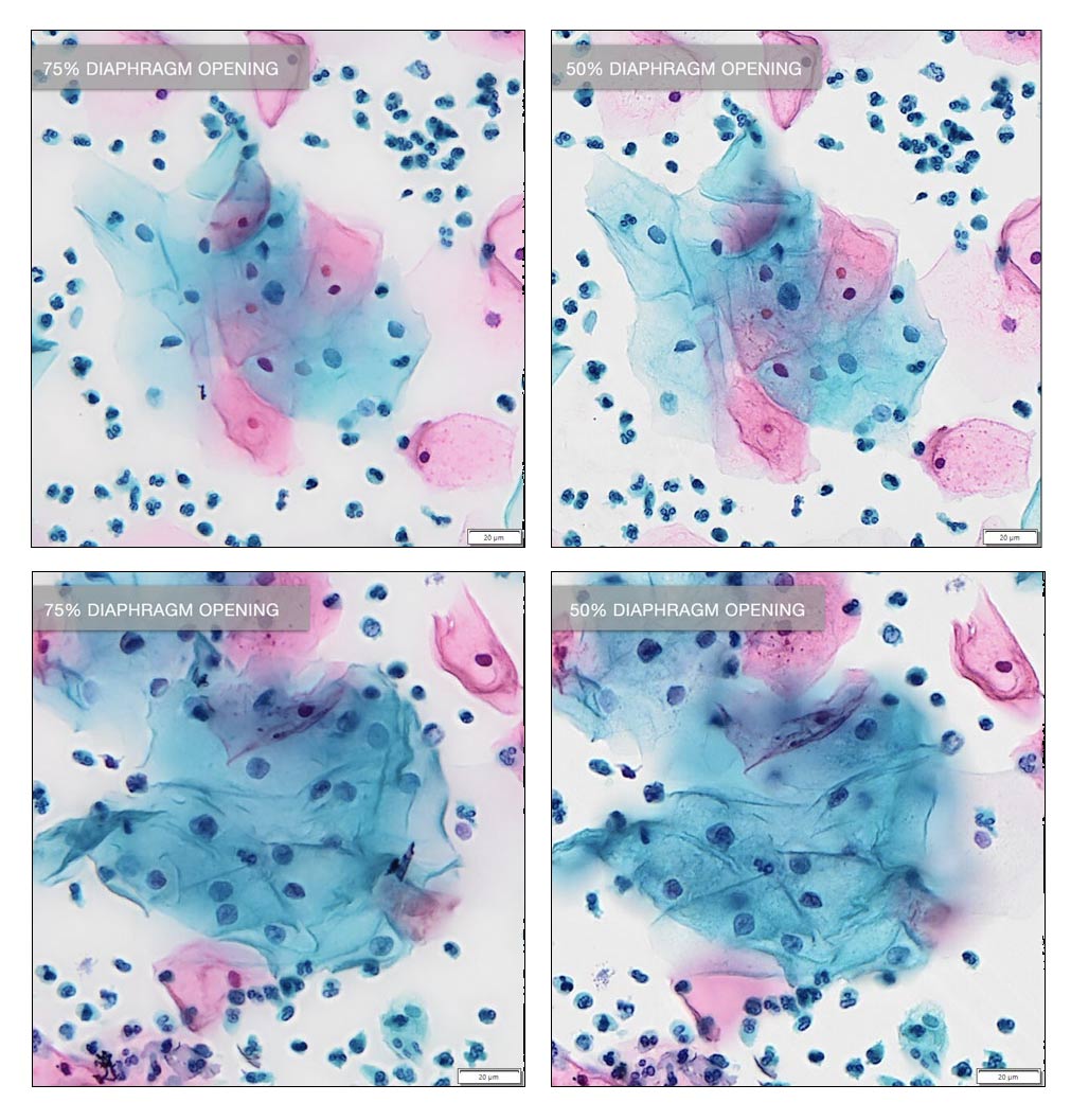 Advantages of Using the SLIDEVIEW™ VS200 Slide Scanner’s Motorized ...