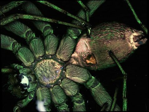Creature Feature—Our Most Popular Microscope Images for June 2020 ...