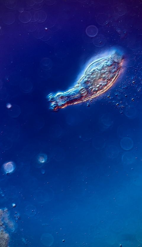 Rotifers: An Introduction to the Microscopic World of Wheel Animals ...