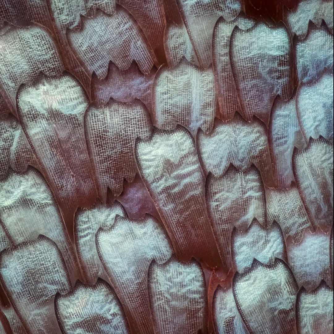 Bugs, Butterflies, and Birds—Our Most Popular Microscope Images for ...