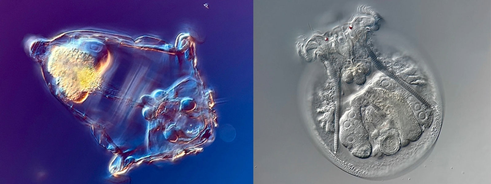 Rotifers: An Introduction to the Microscopic World of Wheel Animals ...