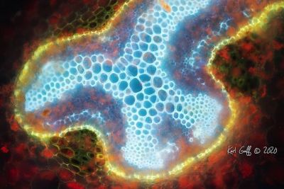 Algae to Ants: Our Most Popular Microscope Images for April 2021 ...