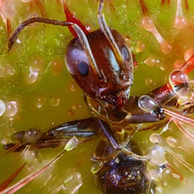Algae to Ants: Our Most Popular Microscope Images for April 2021 ...