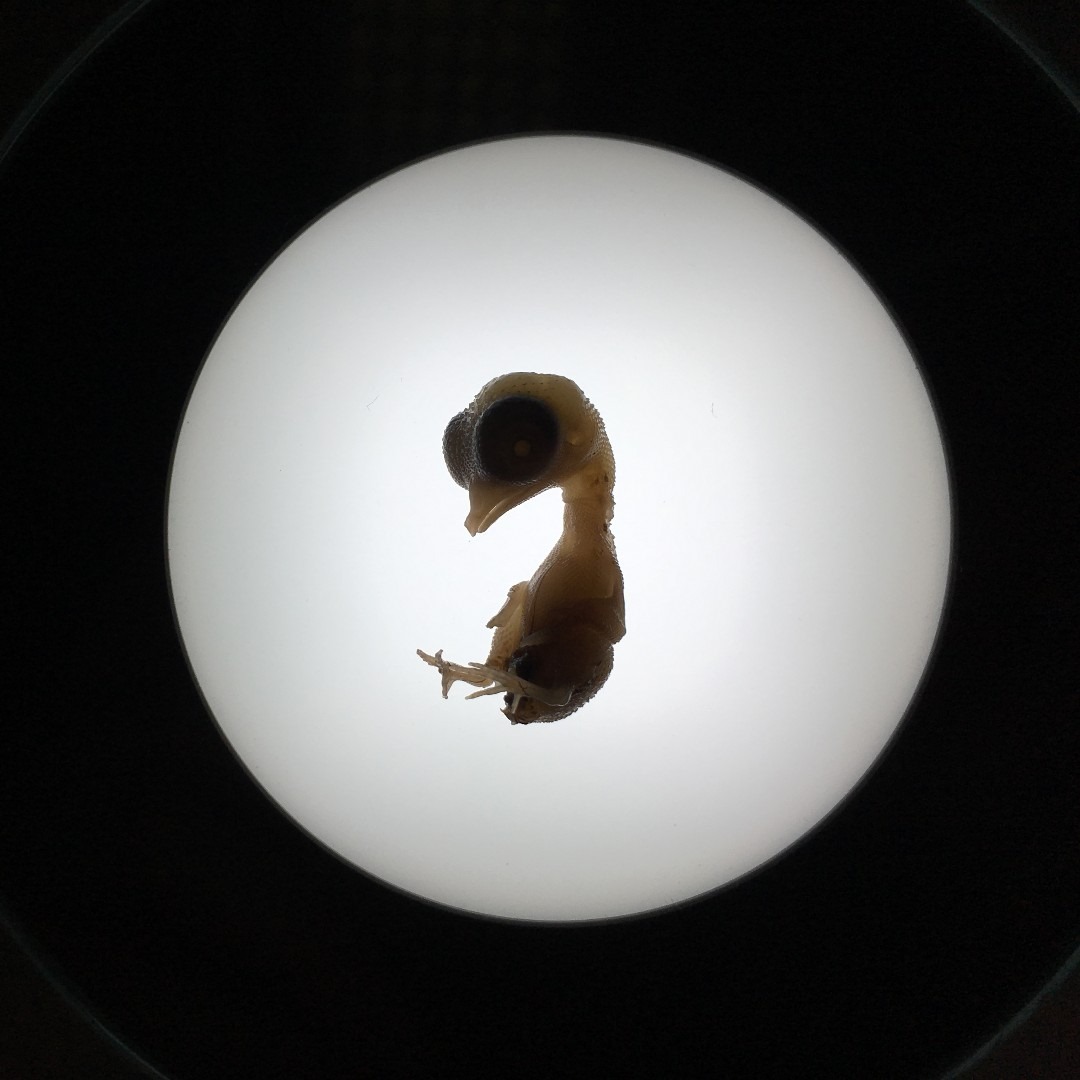 Bugs, Butterflies, and Birds—Our Most Popular Microscope Images for ...