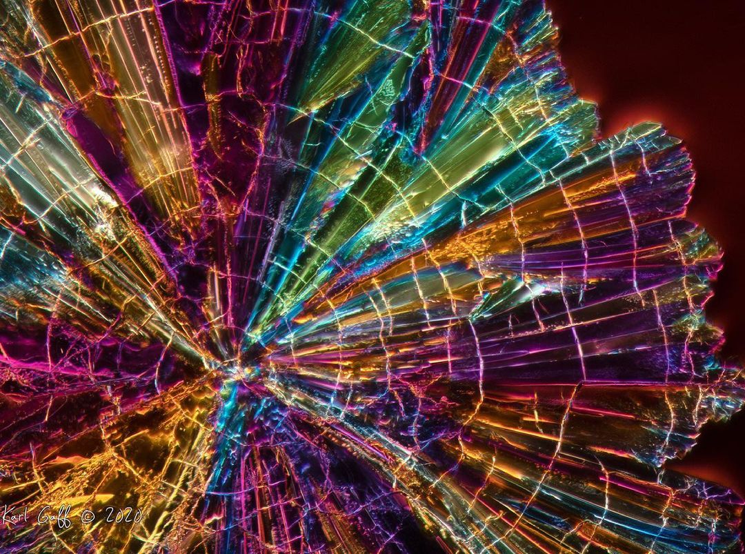 Bugs and Brains: Our Most Popular Microscope Images for May 2021 ...