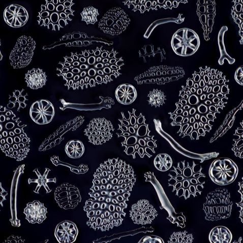 All About Imaging Technique: Our Most Popular Microscope Images for ...