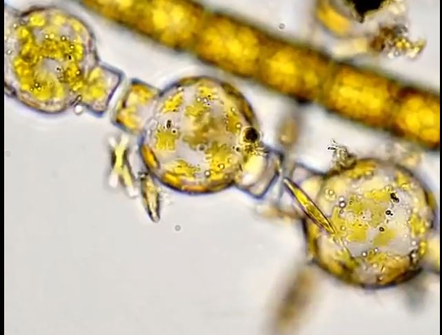 Creature Feature—Our Most Popular Microscope Images for June 2020 ...
