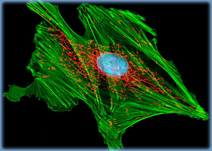 Imaging the Mitochondrial and F-Actin Networks in Monolayer Thoracic ...