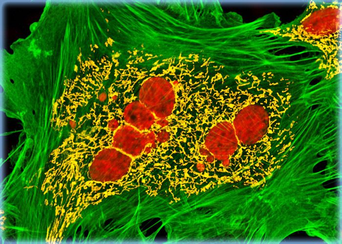 Cat Kidney Cortex Epithelial Cells (CRFK Line)