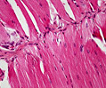 Brightfield Microscopy Digital Image Gallery