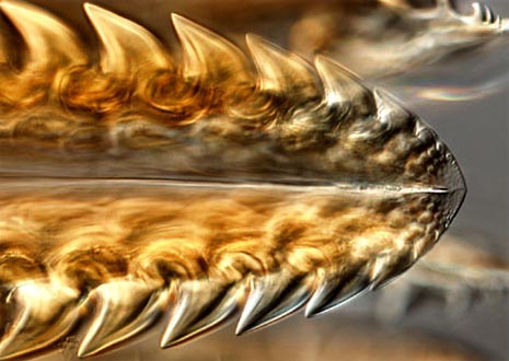 Deer Tick (Ixodes dammini) | Evident Scientific