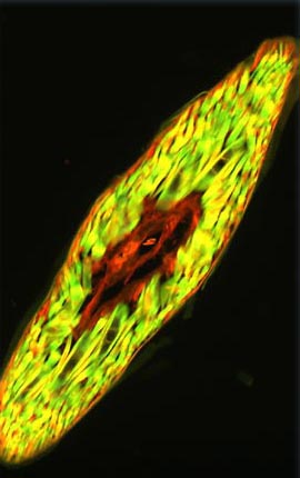 Bird Skin | Evident Scientific