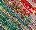 Hoffman Modulation Contrast Microscopy Gallery