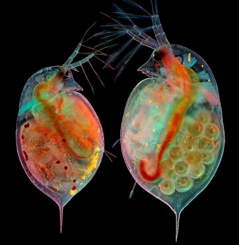 Tous vos bons vieux favoris : nos images de microscopie les plus ...